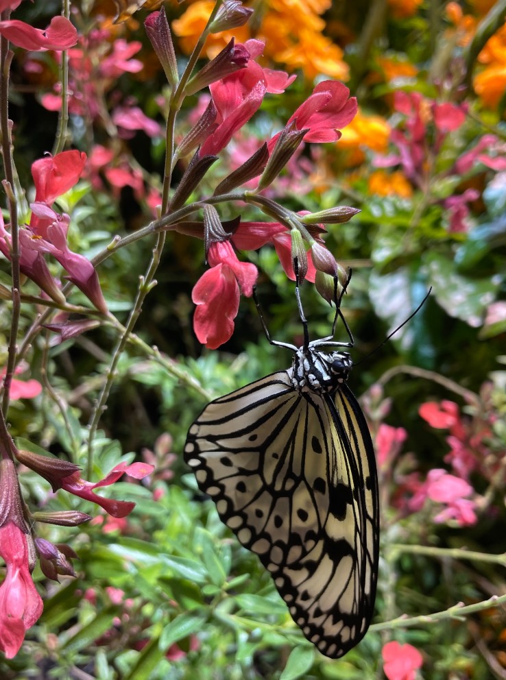 Washington, DC 2.5 – Butterflies – Madam Nakamura-Branchevska